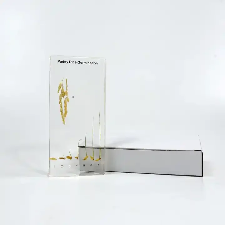 Paddy Rice Germination Specimen Plant Paperweight Taxidermy Collection ...