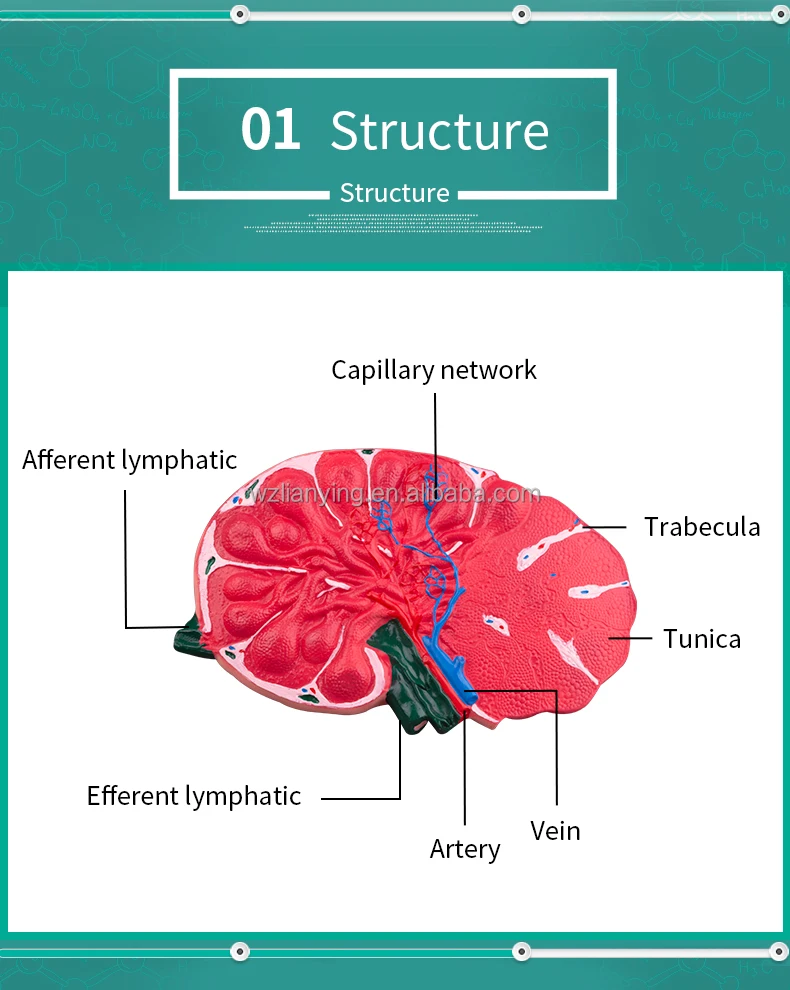 Plastic Human Anatomy Lymphatic Structure Model - Buy Lymphatic ...