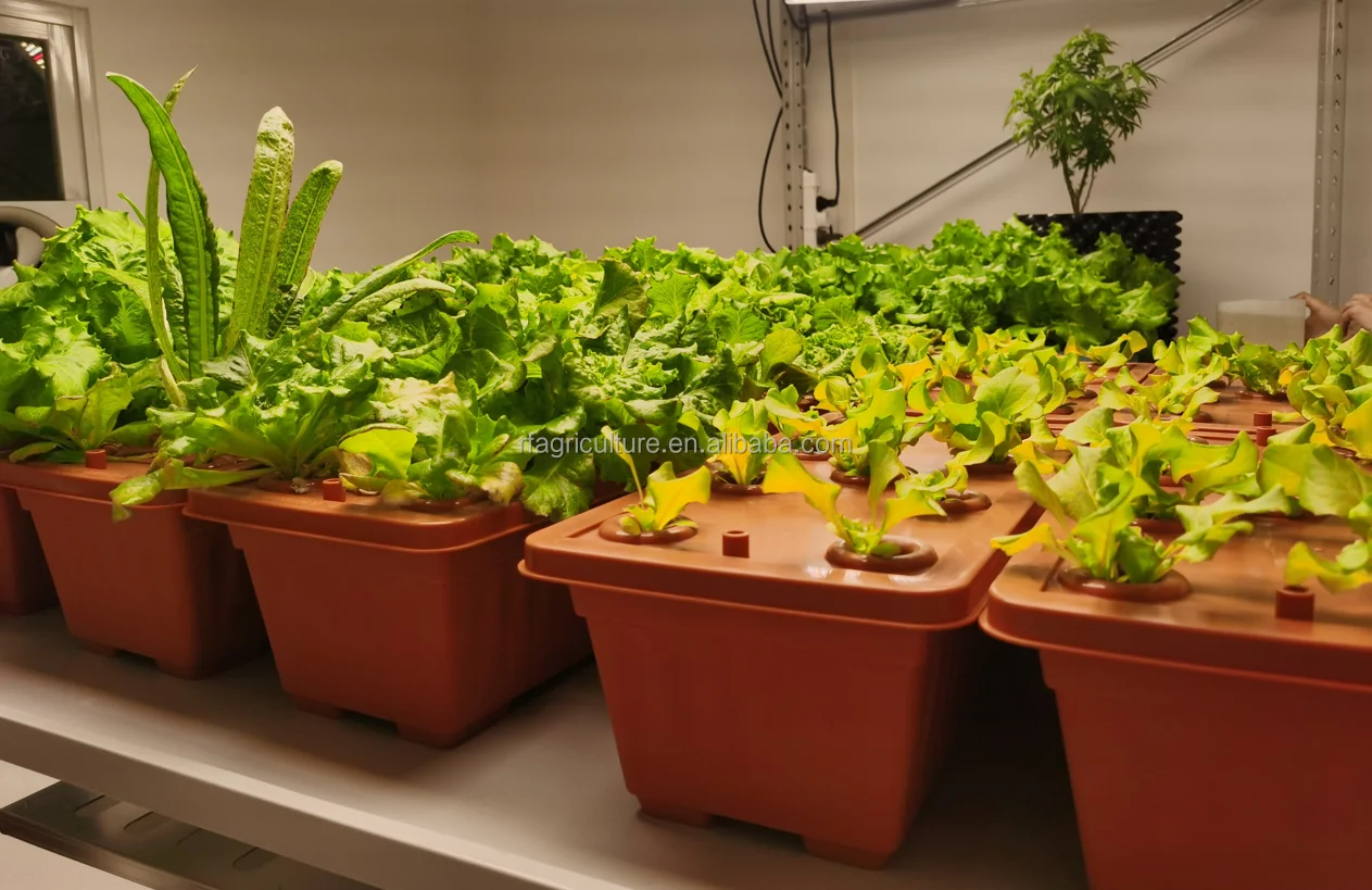 Hydroponic Soilless Cultivation - Grow Vegetables & Flowers