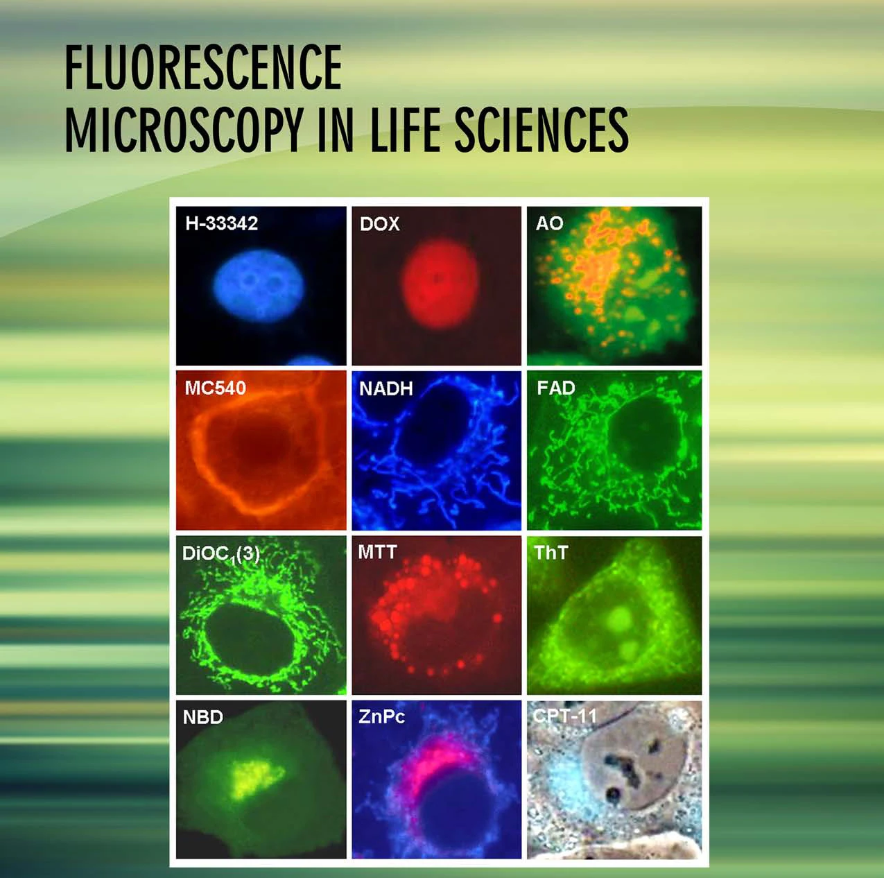 Mechanical Stage Ultraviolet Trinocular Compound Blood Analysis ...