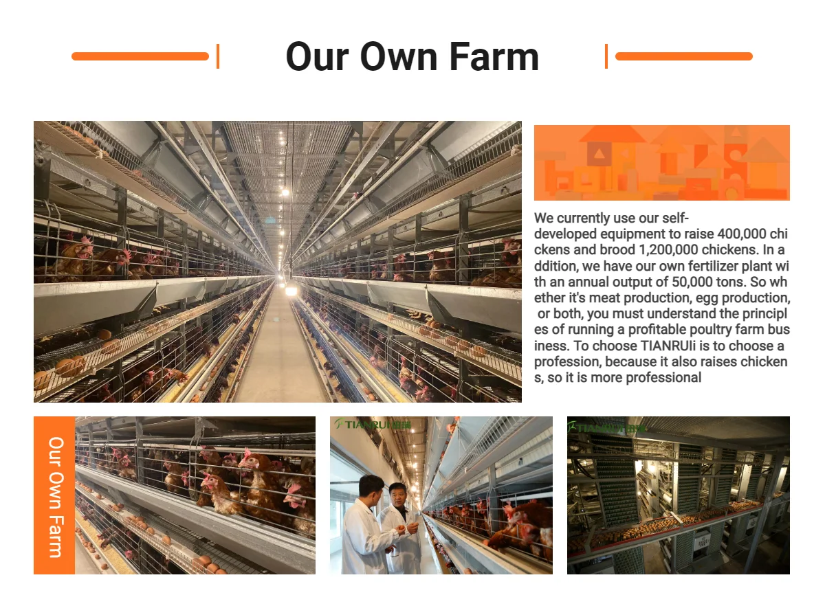 Automatic Poultry Farming - Modern Shed System for Layers