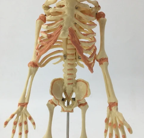 Medical Science Fetal Skeleton Model Human Infant Fetus Newborn Baby ...