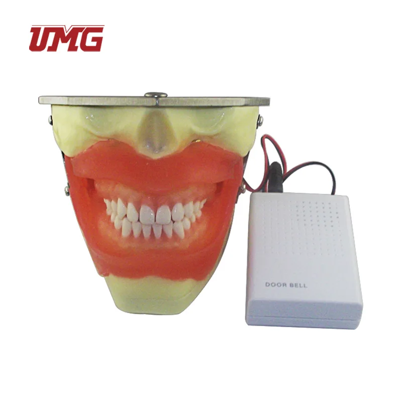Conduction Anesthesia Model For Practice Dental Extract And Anesthesia ...