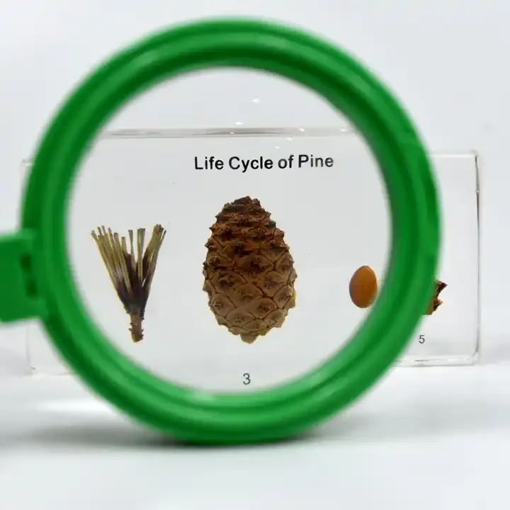 Life Cycle Of Pine Resin Specimen Plant Paperweight Taxidermy ...