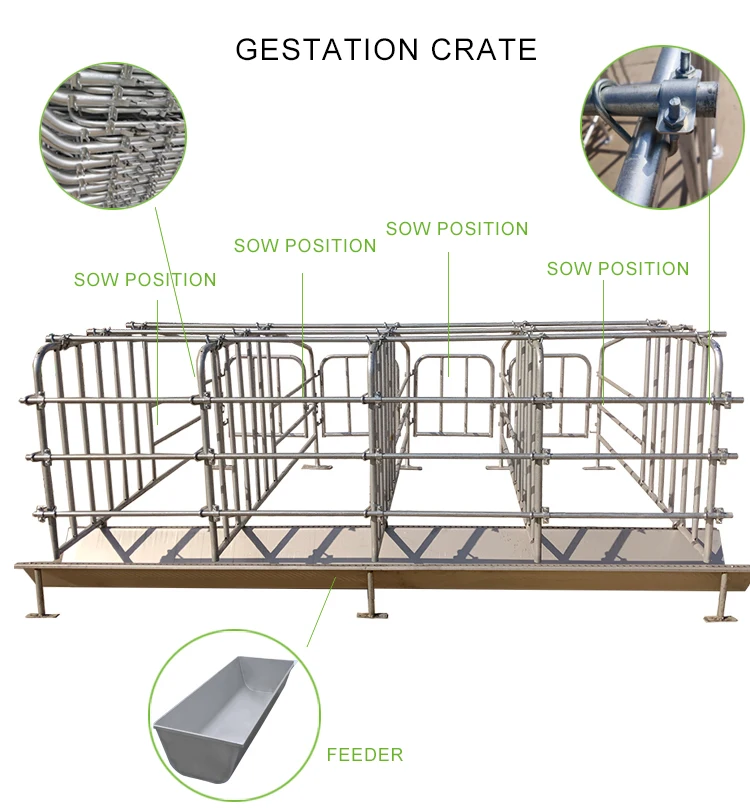 Pregnant Pig Gestation Crate Stages In Animal Cage For Sows - Buy ...