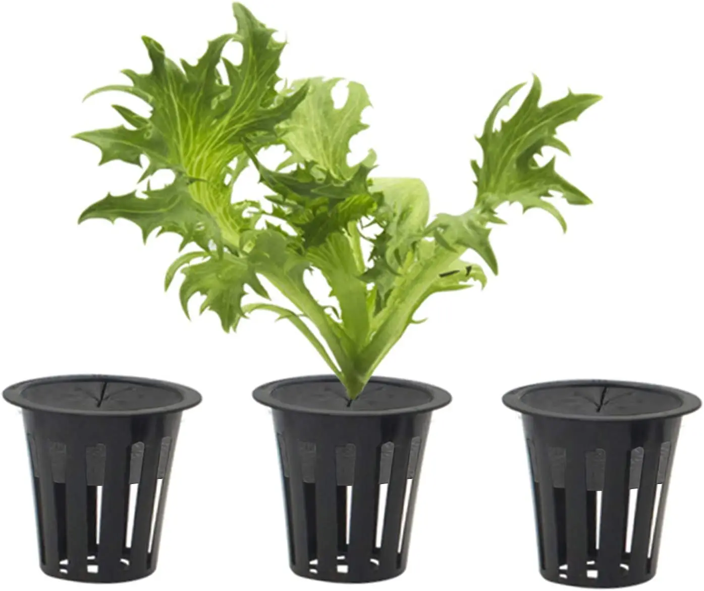 Multi Color Hydroponic Cloning Systems - 7 Cm Cloner Pucks