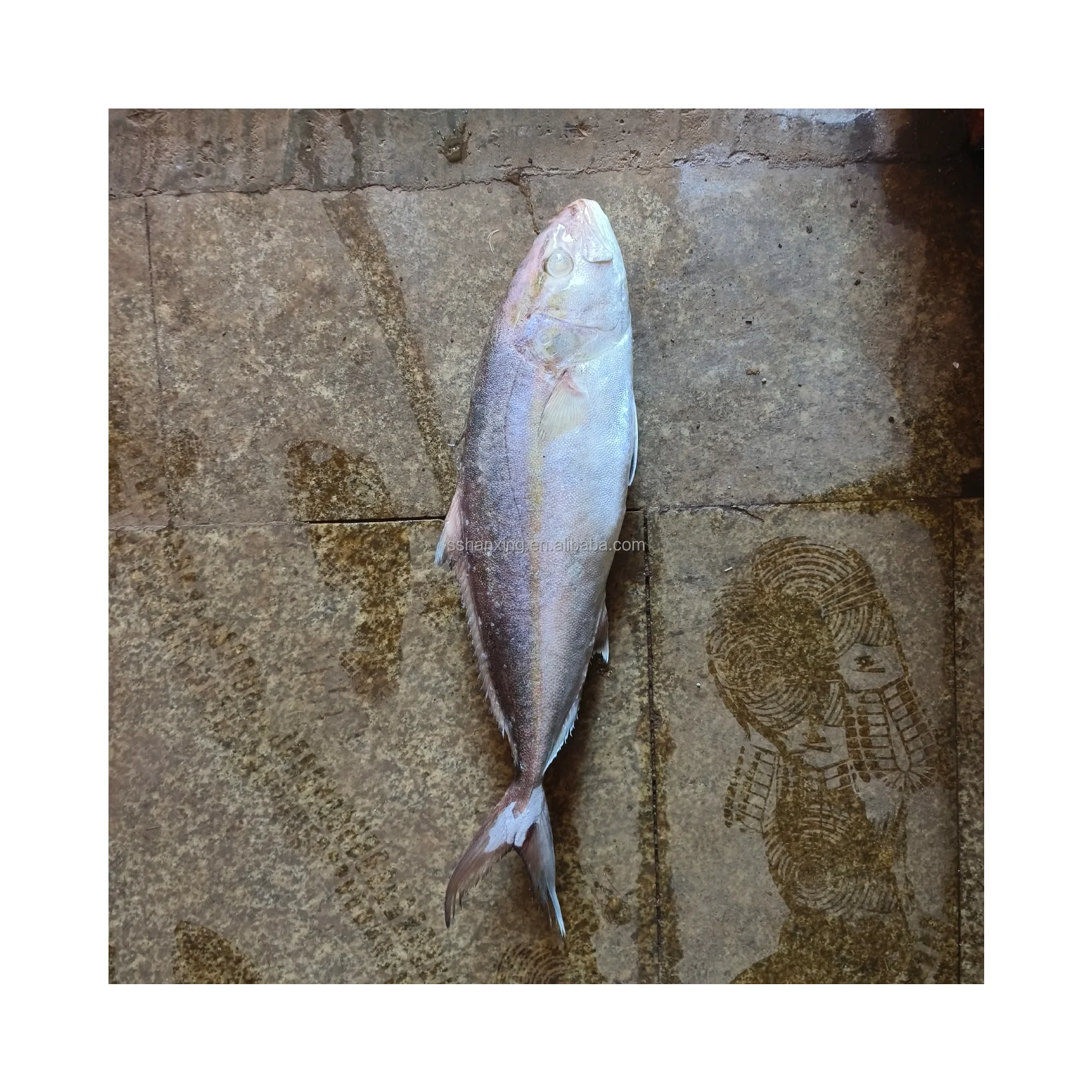 Yellow Tail Fish Whole Frozend From China - Buy Frozen Yellow Tail Fish ...