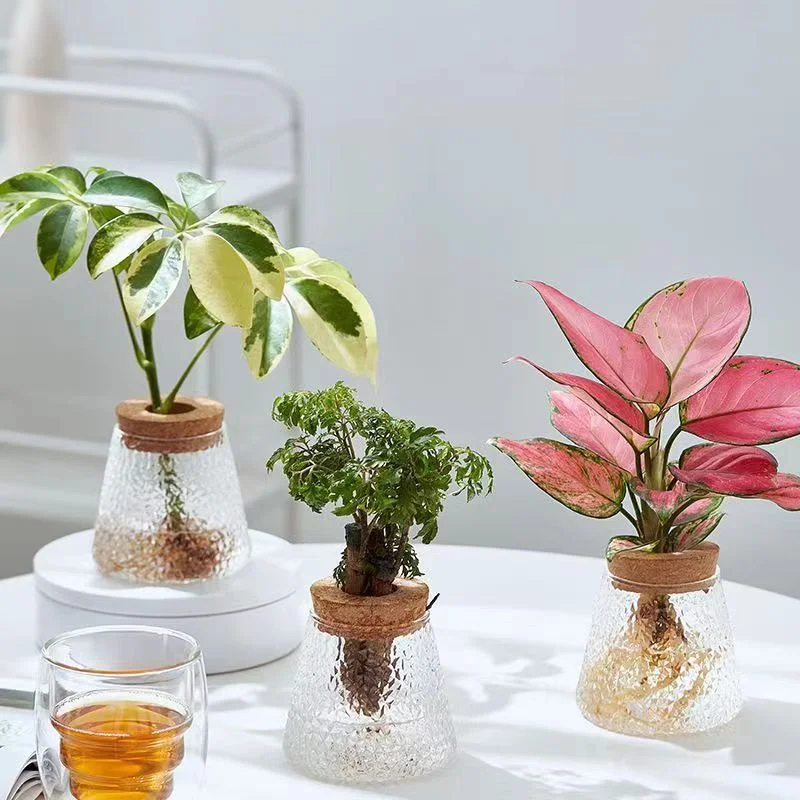 Glass Terrarium Plants Propagation Jar Planter Water Station