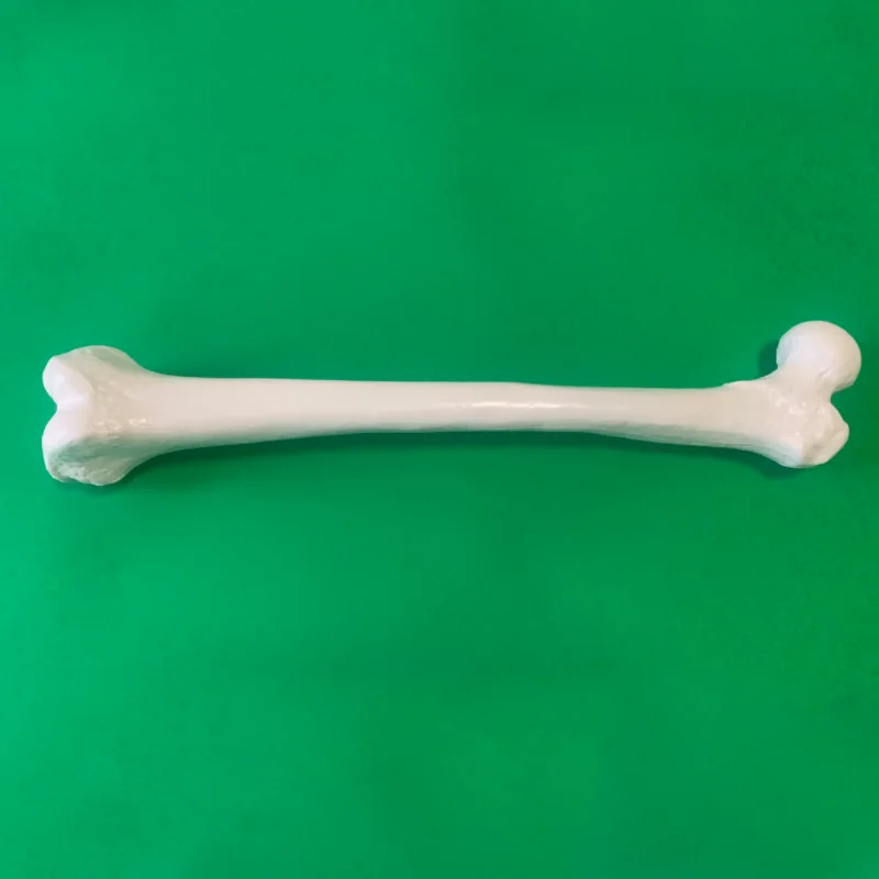 Life Size Human Femur Anatomical Model - Buy Femur Model femur Anatomy ...