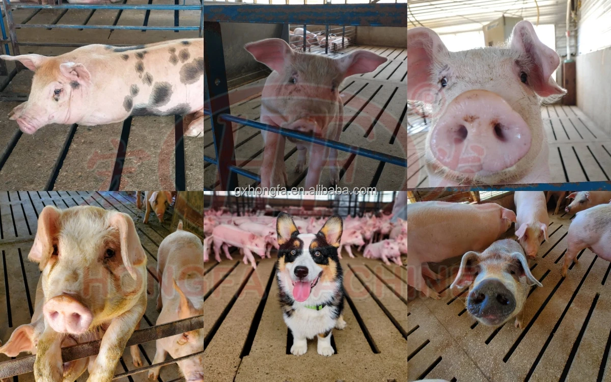 Reinforced Concrete Slats Moulds for Pig Cow Sheep Farming