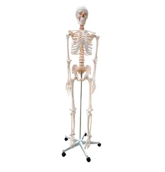 Medical Educational Human Life Size Skeleton Model 178cmtall Biological ...