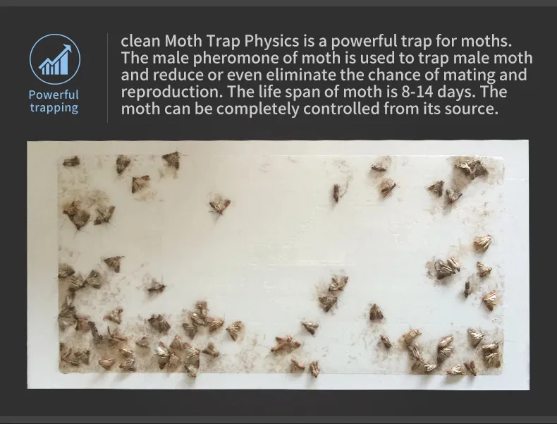 Effective Pest Control - Solid State Moth Traps for Hornets