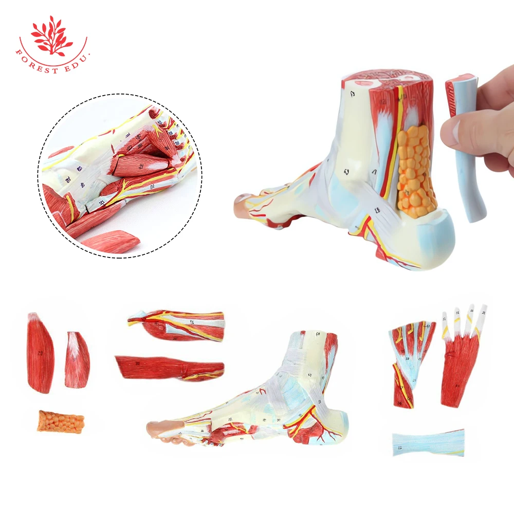 Medical Teaching Anatomy Human Foot Model Foot Muscle Model Detachable ...