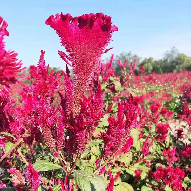 High Quality Natural Dried Cockscomb Flower White/red Celosia Cristata ...