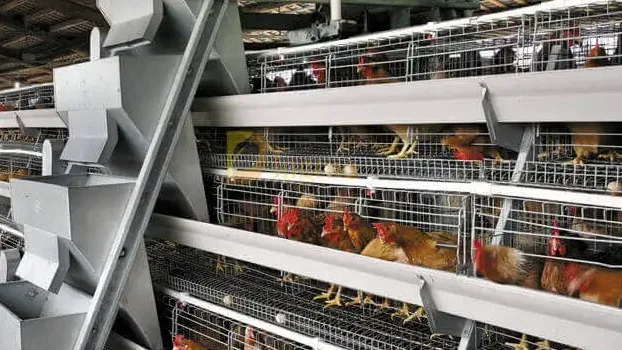 Poultry Farming Equipment Chicken Layer Cage Fully Automated Battery ...