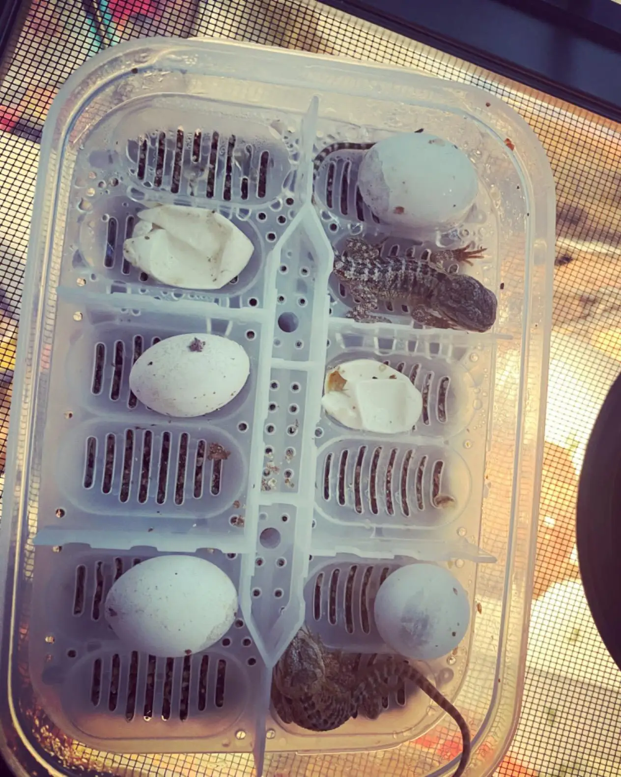 25L Snake Turtle Reptile Egg Cooled Mini Digital Lab Incubator Eggs ...