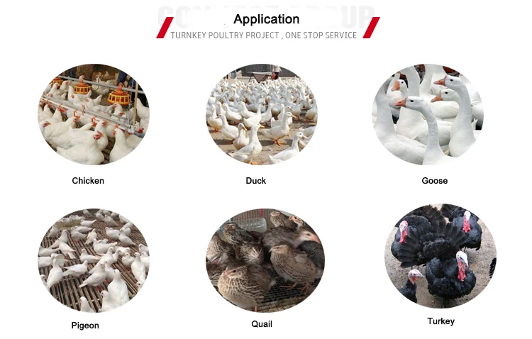 Auto Crates Stacker Destacker for Poultry & Meat Processing