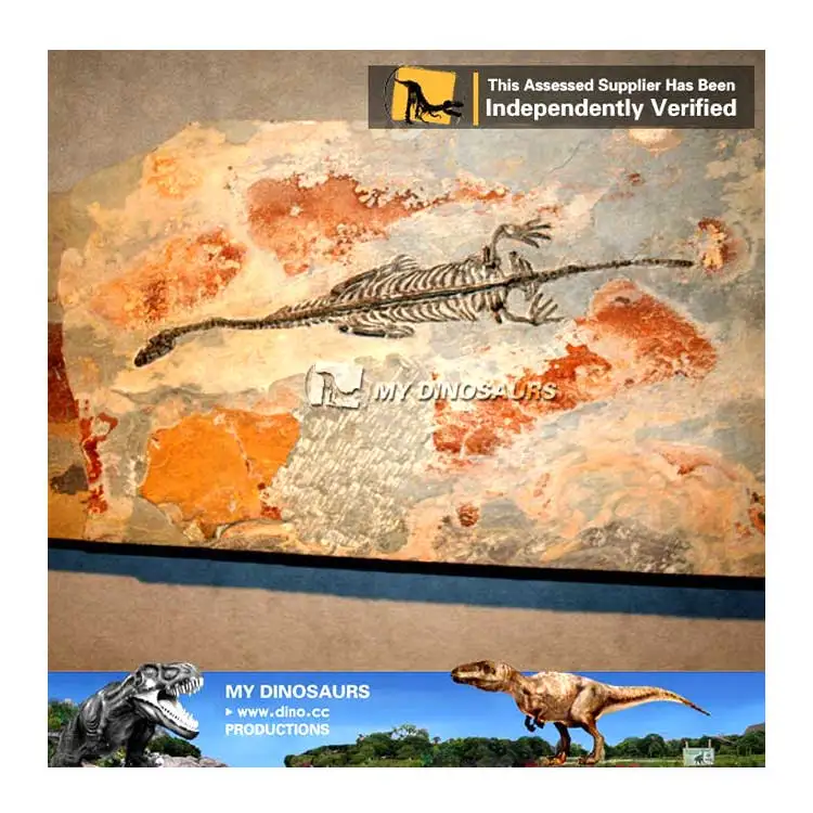 V Fossil Skeletons Mini Sized Keichousaurus Hui Replicas - Buy Fossil ...