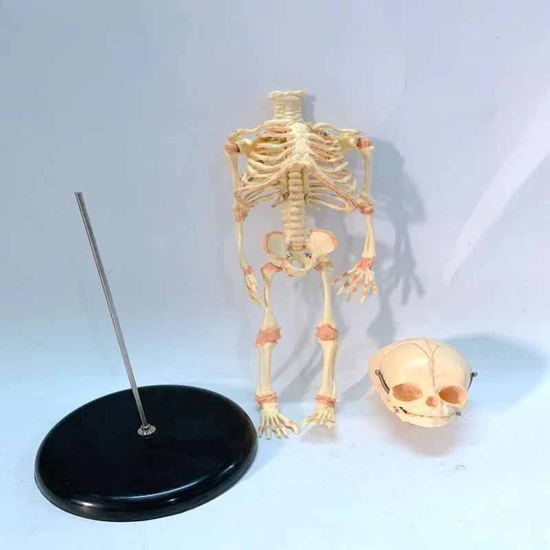 KyrenMed Infant Skeleton Model Fetus Skull Model Life Size 15.7 Inch ...