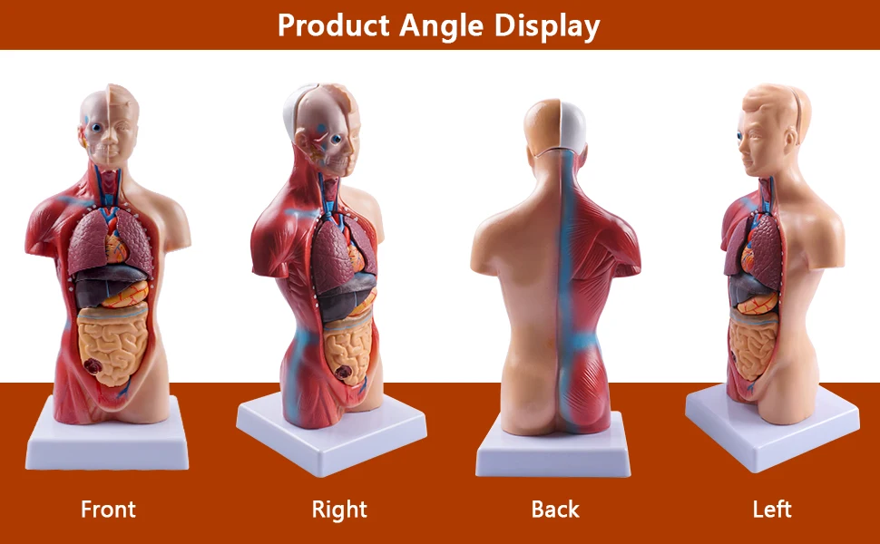 28CM Torso Model with 15 Removable Organs for Anatomy Study