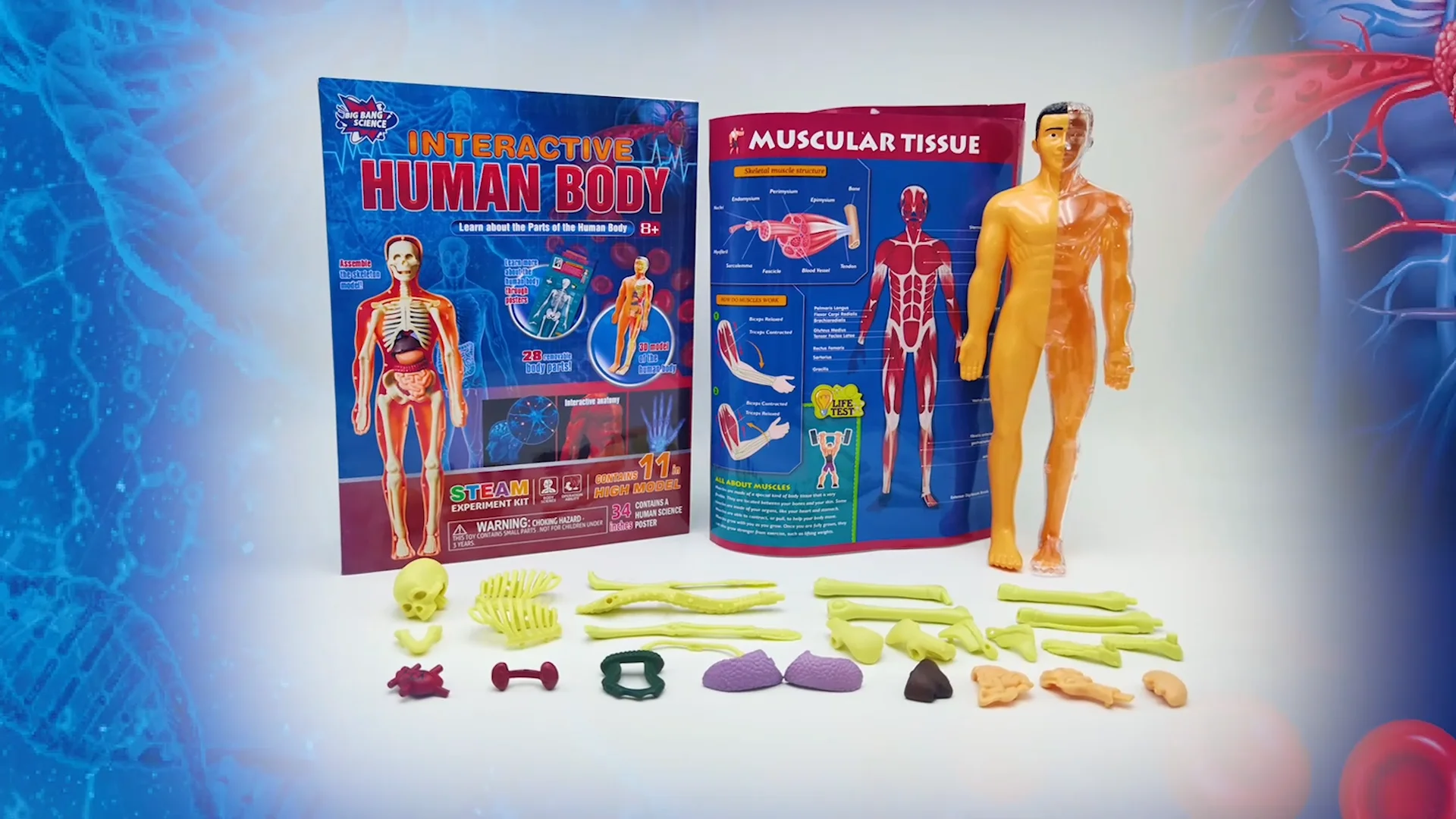 Stem Toys Interactive Human Body Model Science Kits Educational Toys ...