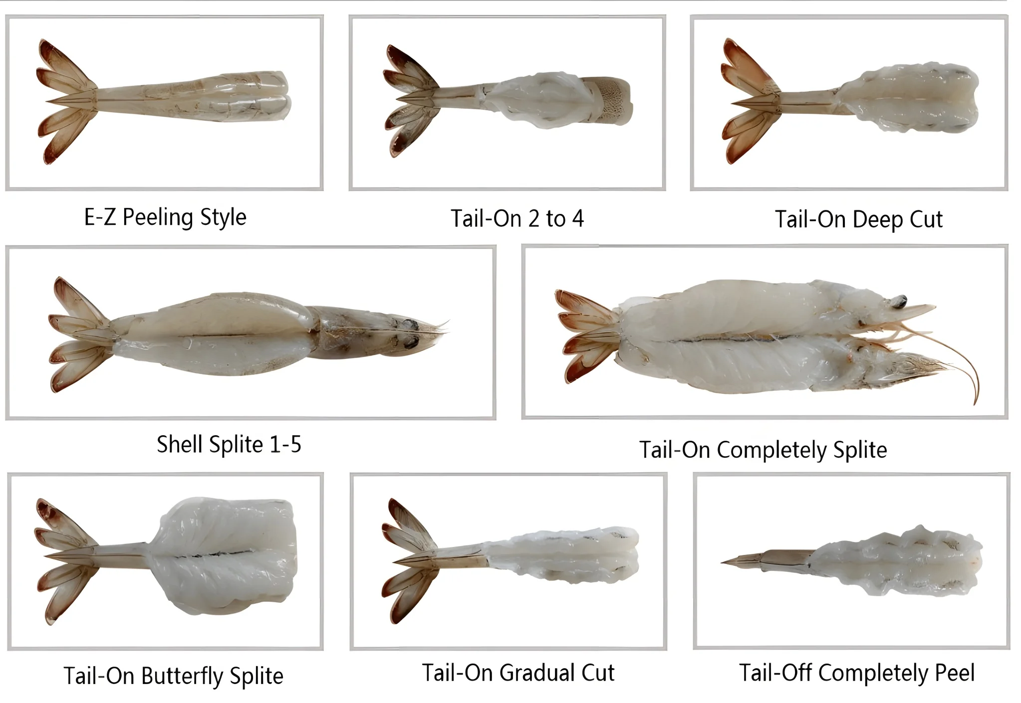 Seafood Shrimp Processing Open Back Shrimp Machinery And Equipment ...