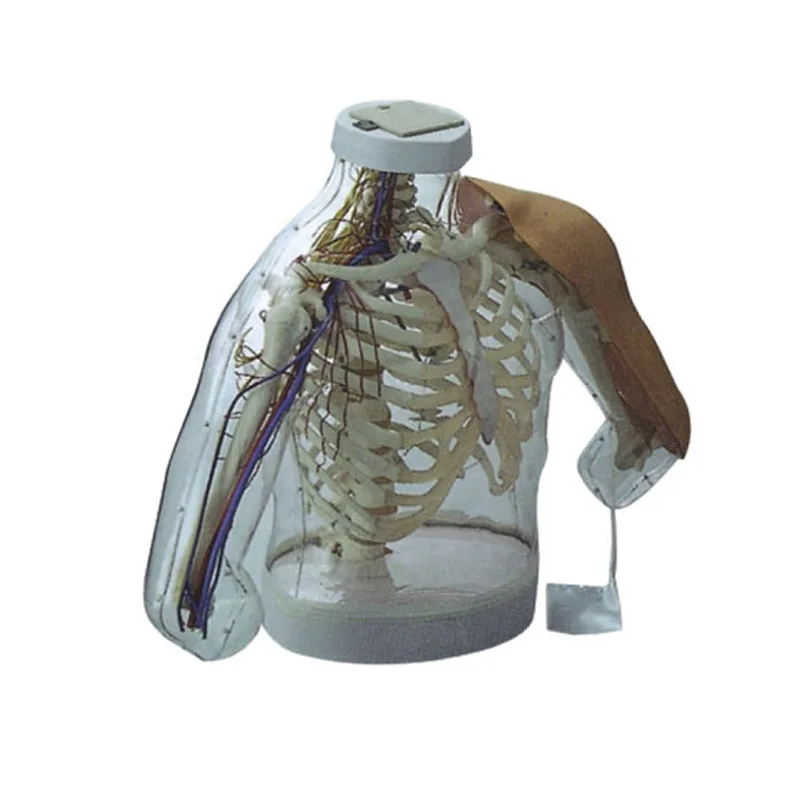 Kyrenmed Upper Arm Intramuscular Injection Model Comparison Simulator ...