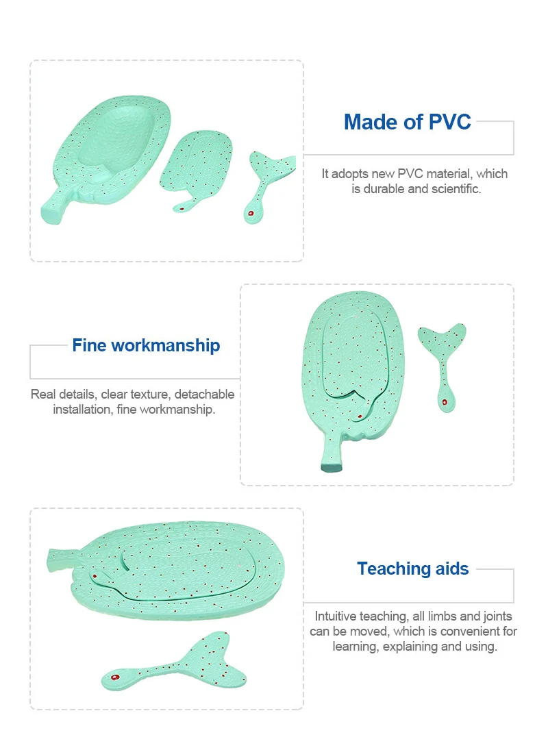 Professional Educational Model Amaranth Embryo Development Model Plant ...