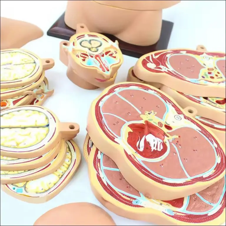 Medical Science Cross-sectional Model of Human Trunk Anatomy and ...