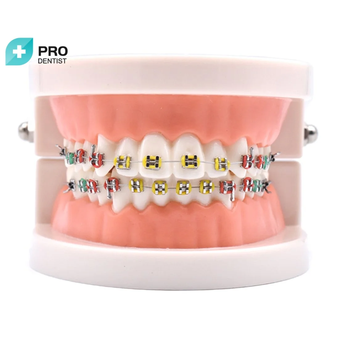 Orthodontic Typodonts Model - Gum Wax Embankment Teeth Practice Model ...