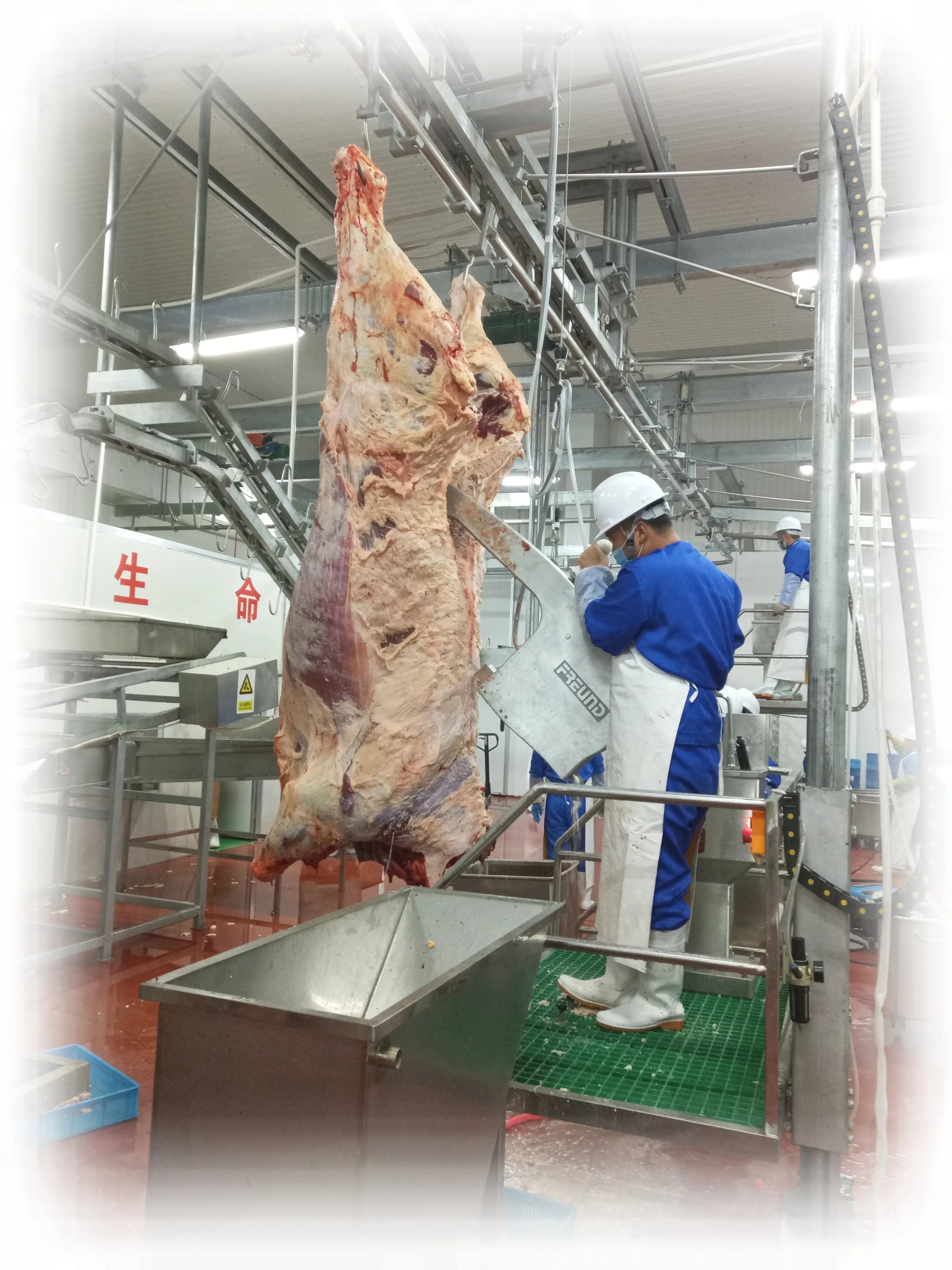 Halal Cattle Slaughter House Equipment - High Efficiency