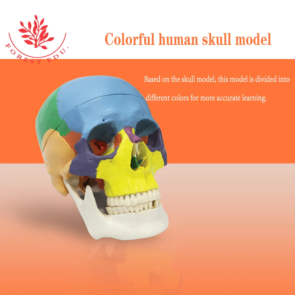 Human Skull Model Life Size Skull 3d Model W/ Color Simulation Human ...