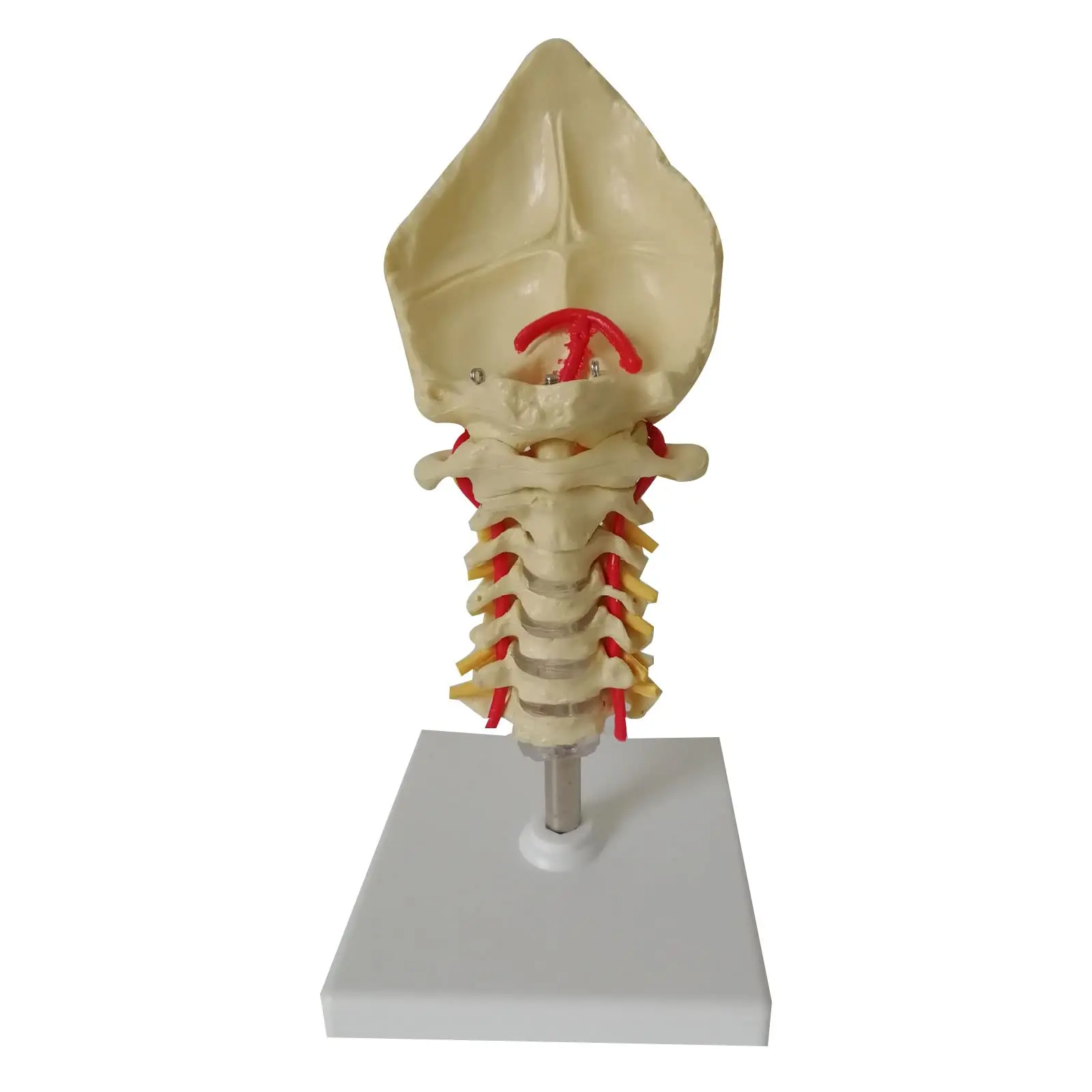 KyrenMed Cervical Vertebrae Model with Carotid Artery Occiput Cervical ...