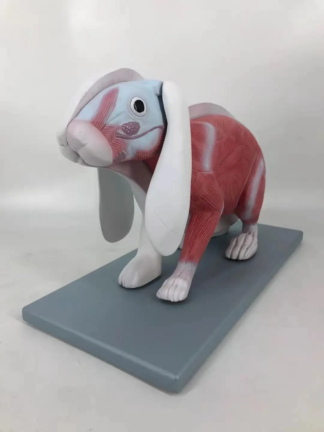 Detachable Animal Anatomy Rabbit Anatomical Model With Organs For ...