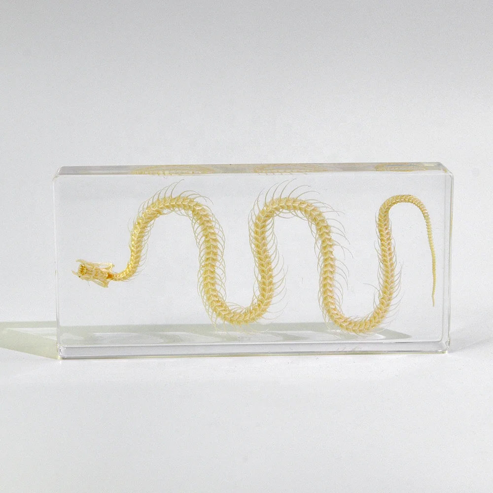 Large Non Venomous Snake Skeleton In Resin Natural Specimens Resin ...