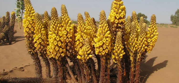 Natural Healthcare Supplement Cistanche Extract/ Cistanche Deserticola ...