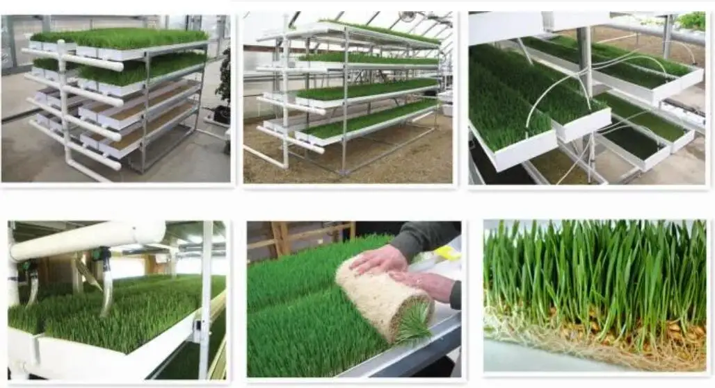 Vertical Farming Tray Animal Feed Microgreen Barley Hydroponics Growing ...