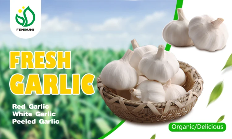 Fresh Garlic 10kg/bag Loosely - Buy Fresh Garlic,Garlic Price,New Crop ...