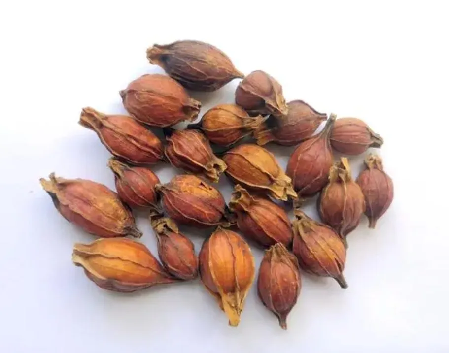 Buy Gardenia Jasminoides Fruit Seeds Extract 1% 98% Genipin Geniposide ...