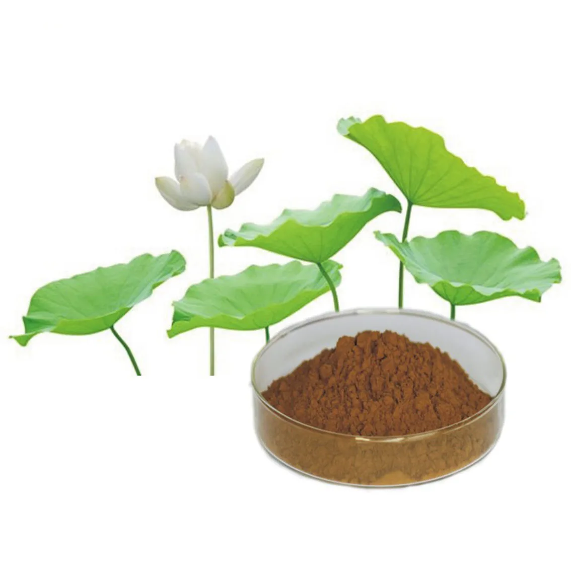 Lotus Leaf Extract Powder| Alibaba.com