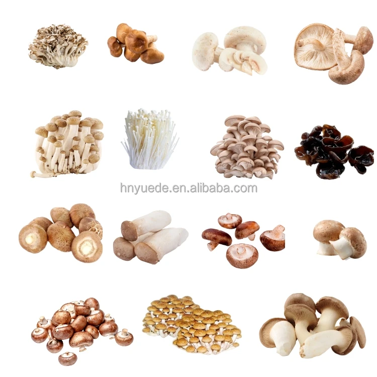 Bagging Mushroom Machine Mushroom Bag Making Machine Fully Automatic ...