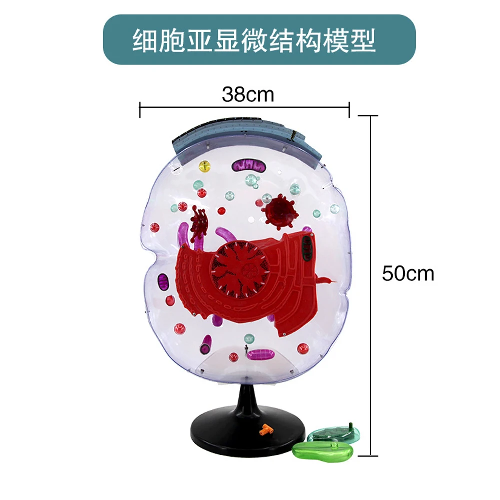 Educational School Anatomy Plant Cell Model Biology Teaching Resource ...