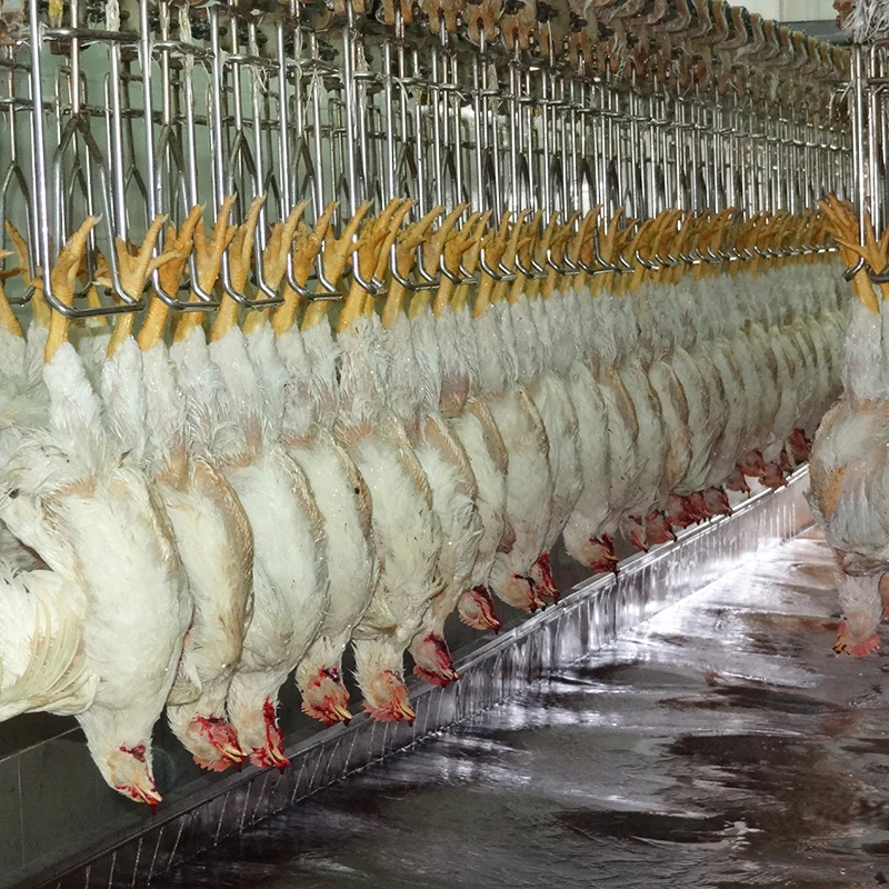 Modern Chicken Slaughterhouse Machine Butchery Equipment Processing ...