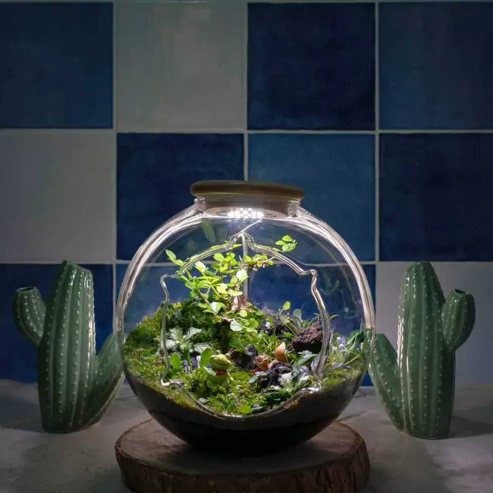 Round Closed Terrarium Kit - DIY Glass Terrarium Botanical Plants Vase ...