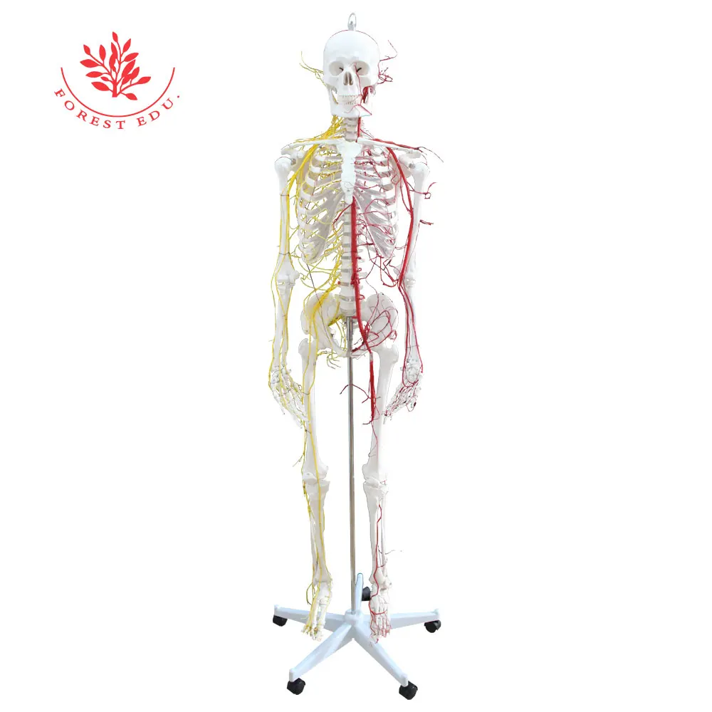 Medical Research TeachingPVC Material Simulation Human Skeleton ...
