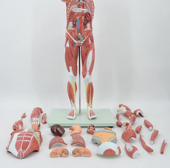 Removable 78cm Medical Human Muscle Structure Tissue And Internal ...