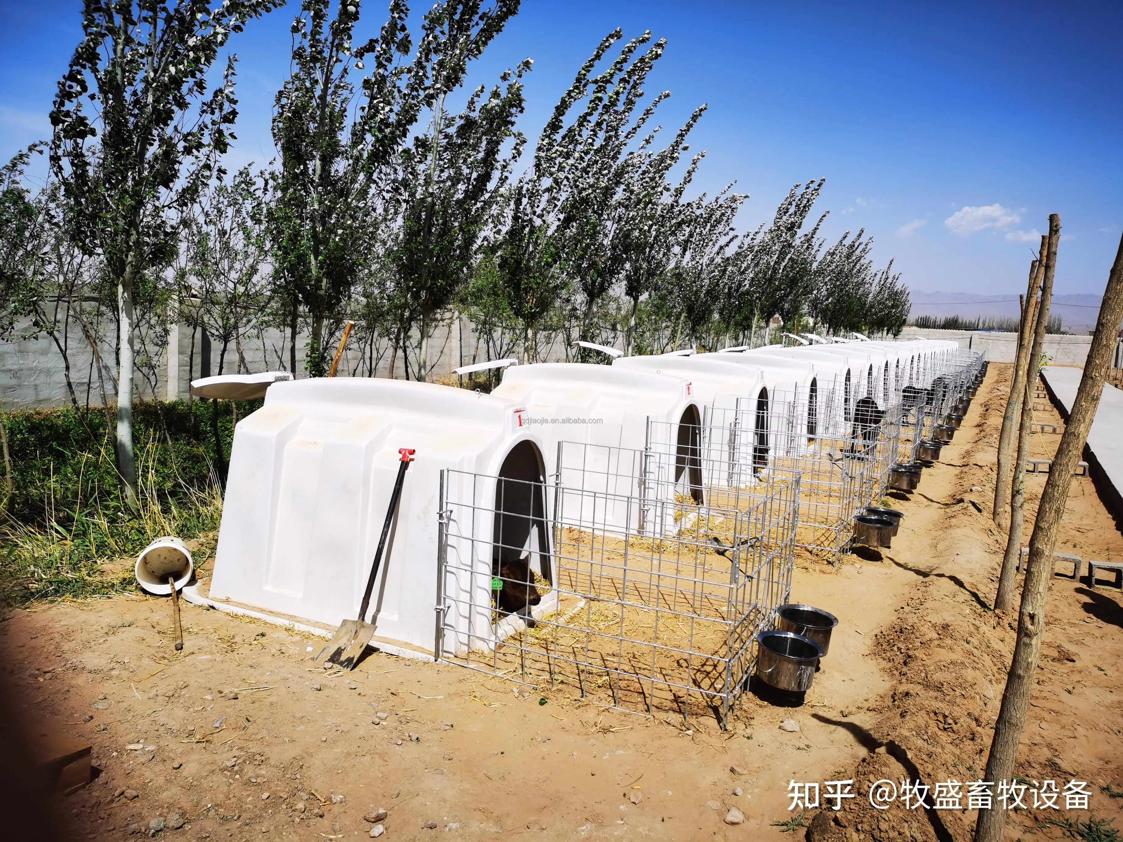 Livestock Reinforced Calf Cages - Durable & Customizable