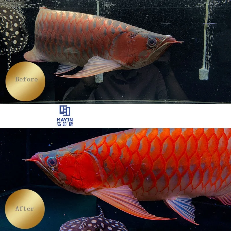52/72/92/112/142cm Mayin Brand Red Arowana Brightening Lamp Magic Light ...