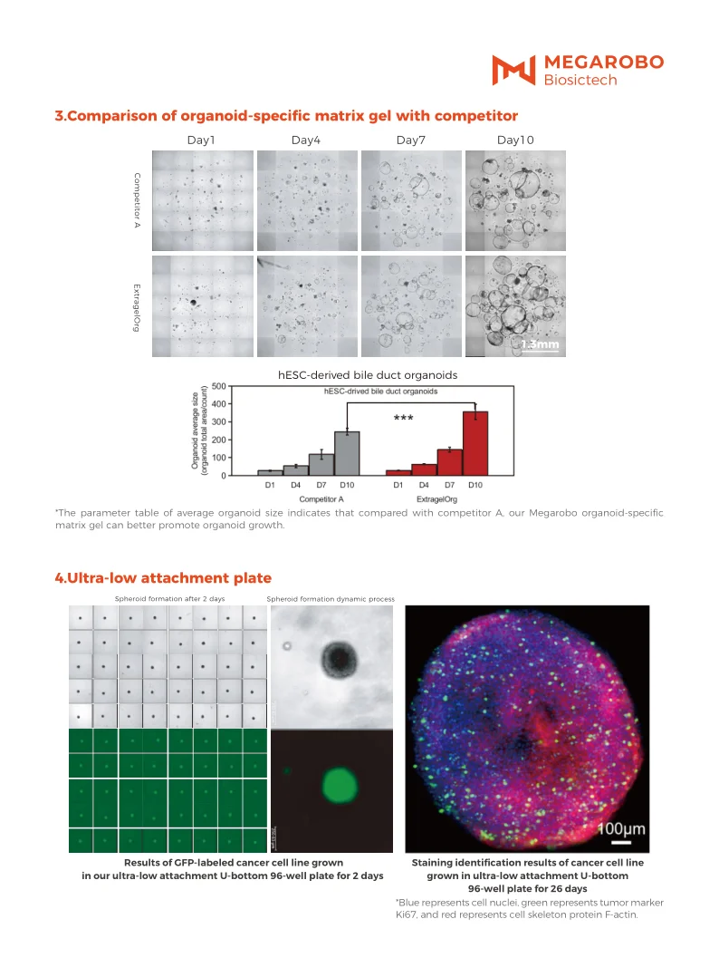 Megarobo Human Extracellular Matrix For Organoid 3d Cell Culture