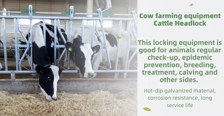 Cattle Headlock Used Cow Headlocks For Cattle Galvanized Cattle ...